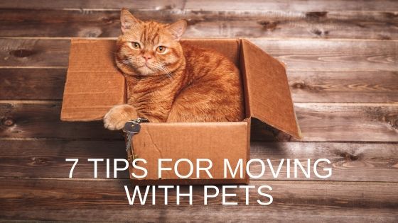 7 Tips for Moving with Pets